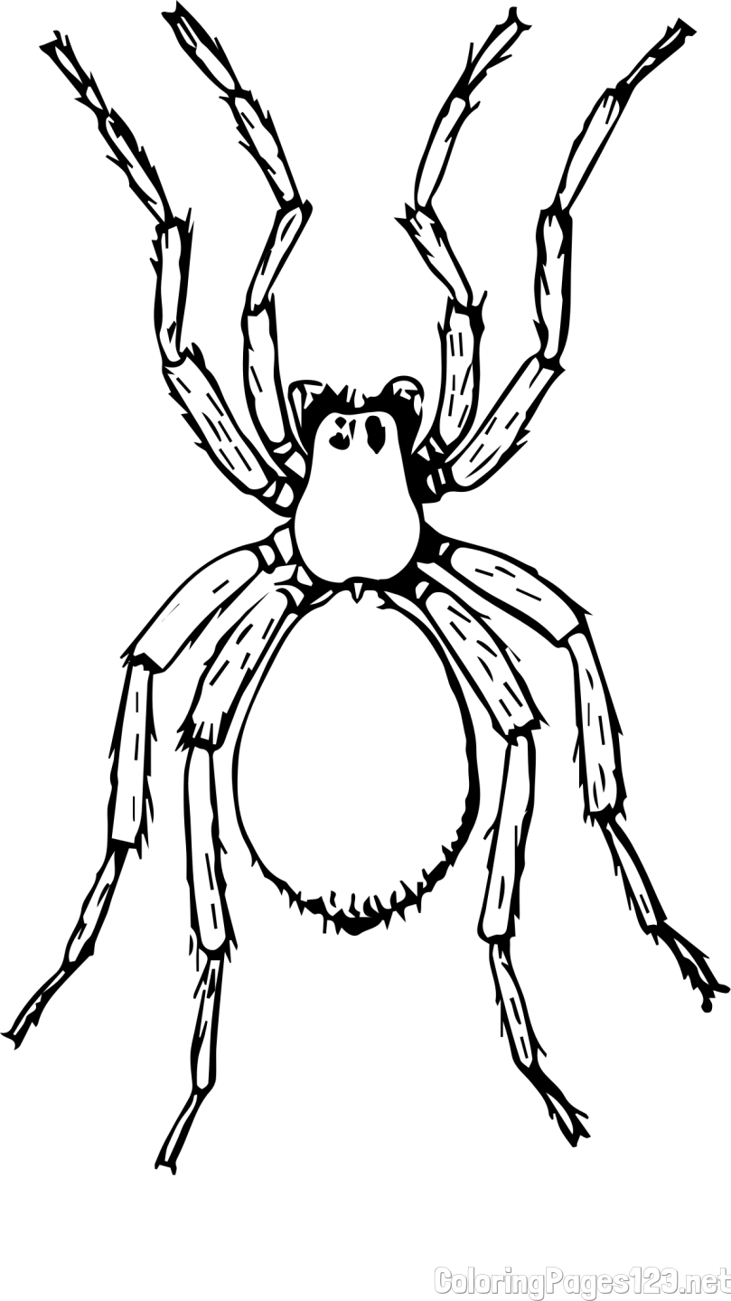 Realistic Tarantula Coloring Page